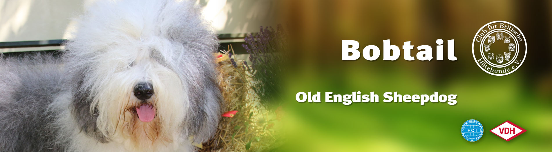 Club für Britische Hütehunde e.V. - Welsh Corgi Cardigan